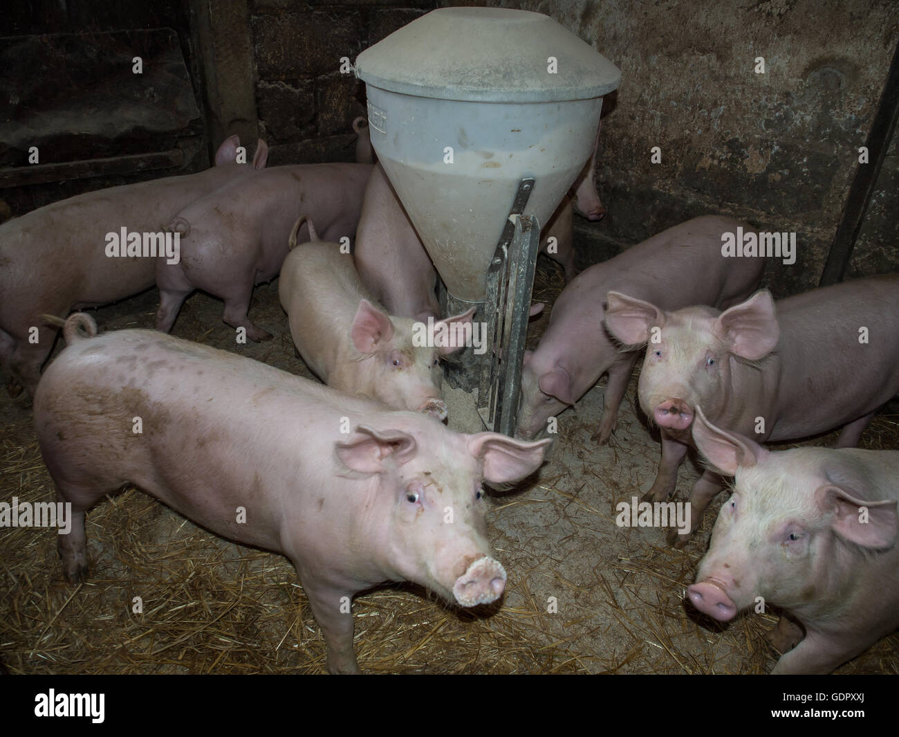 Farm pigs eating forage with joy Stock Photo - Alamy