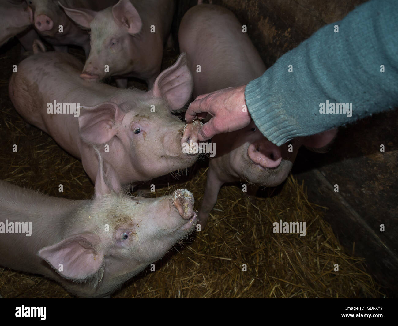 Pig over fence hi-res stock photography and images - Alamy