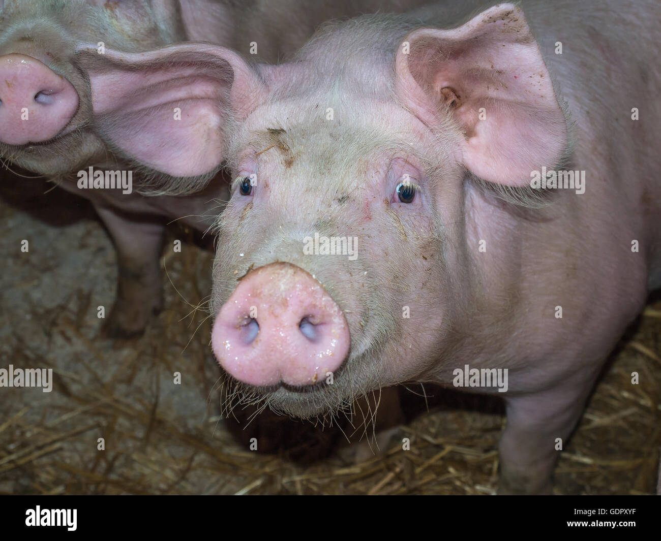 A young porker looking straight at the camera lens Stock Photo - Alamy