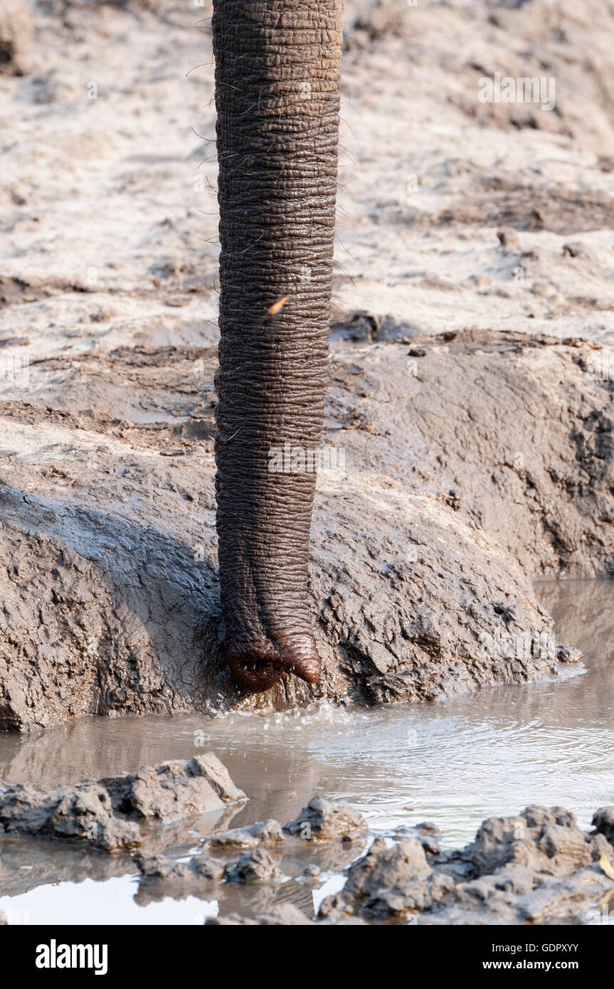 Elephant trunk muscles hi-res stock photography and images - Alamy