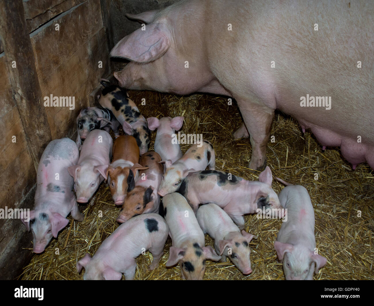 A sow looking after its just born piglets Stock Photo - Alamy
