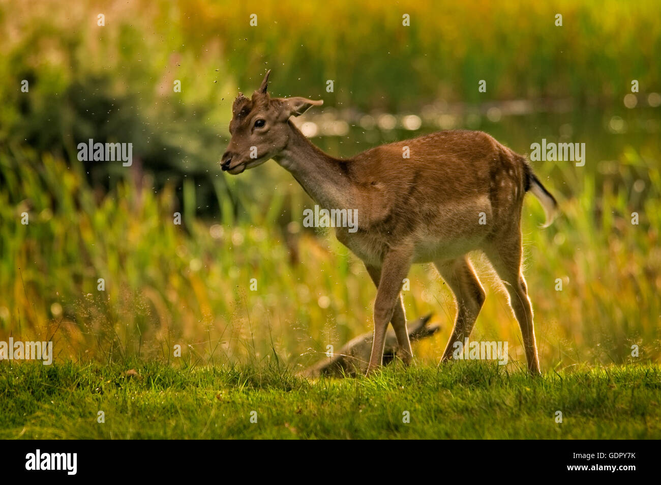 Menil fallow deer hi-res stock photography and images - Alamy