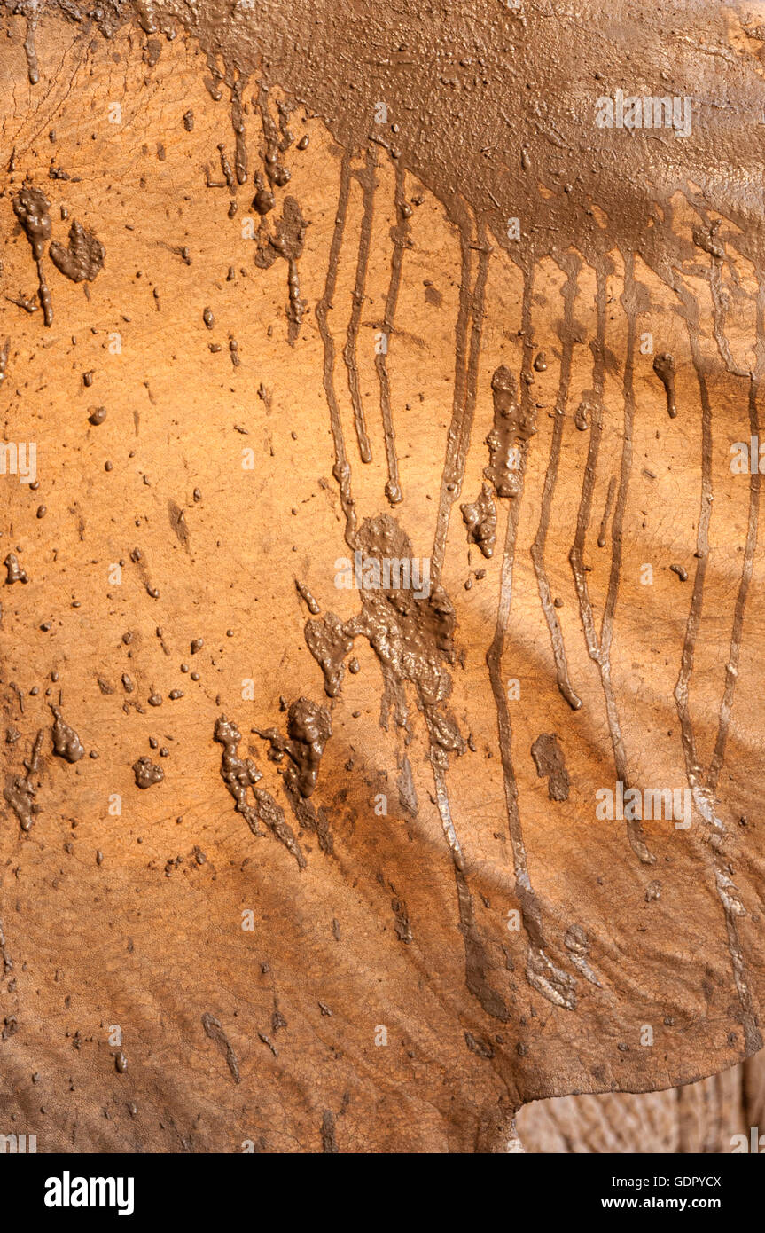 Elephant anatomy hi-res stock photography and images - Alamy