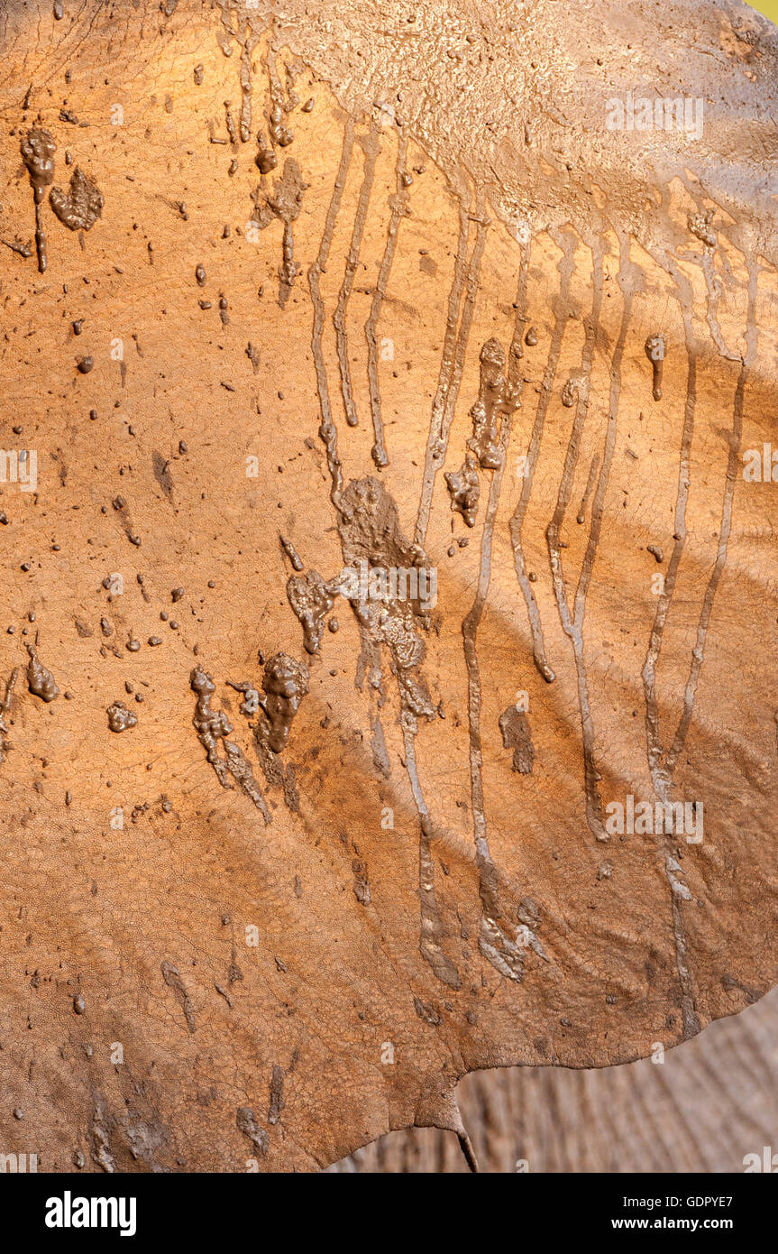 Ear mud hi-res stock photography and images - Alamy