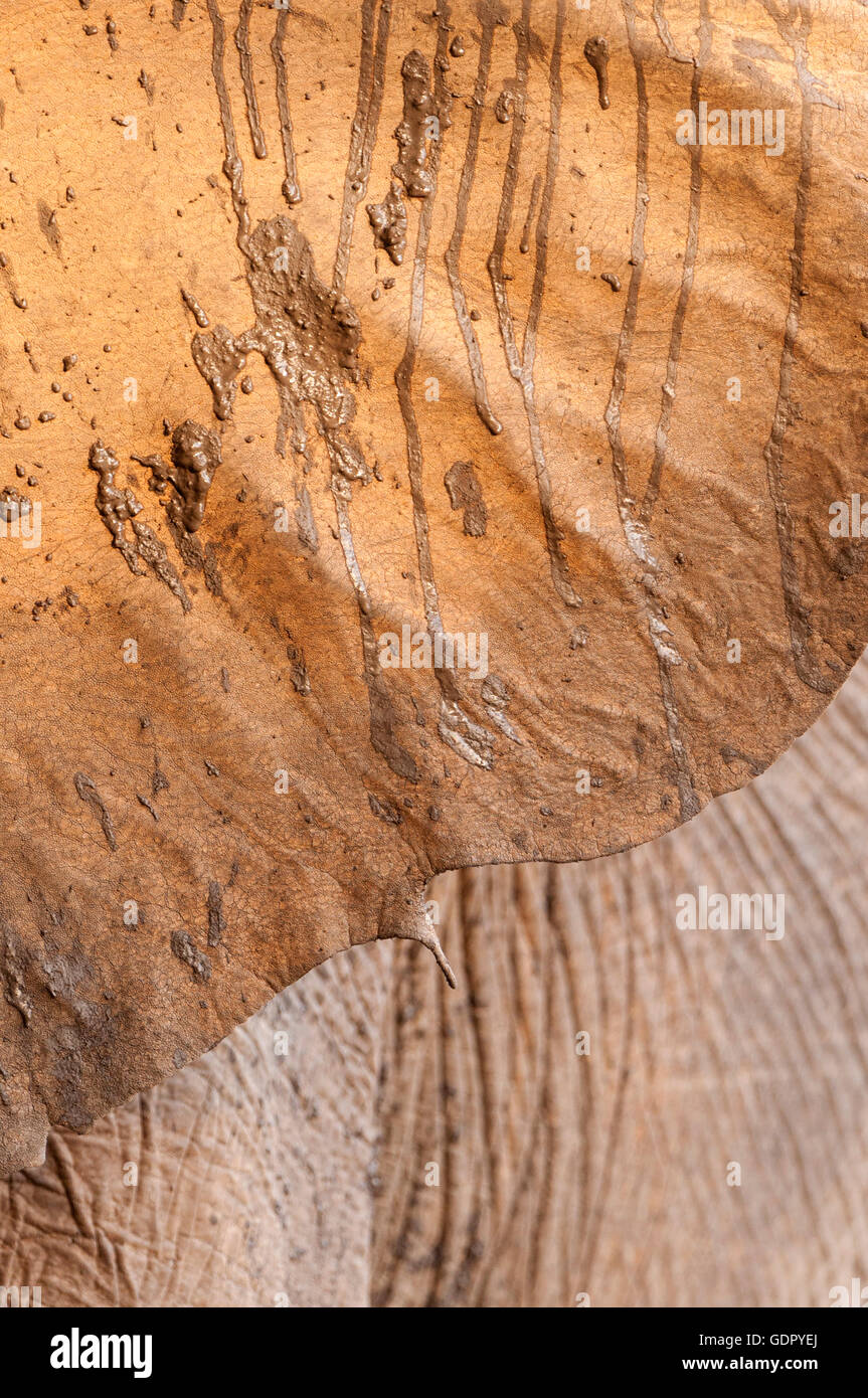 Ear mud hi-res stock photography and images - Alamy