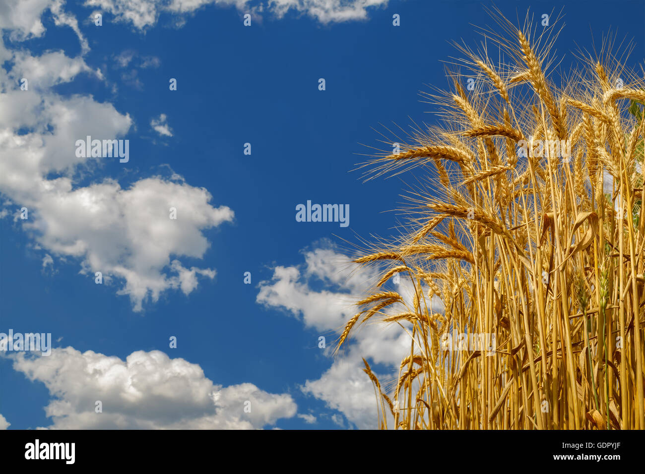 Wheat growing on field on cloudy sky background Stock Photo - Alamy