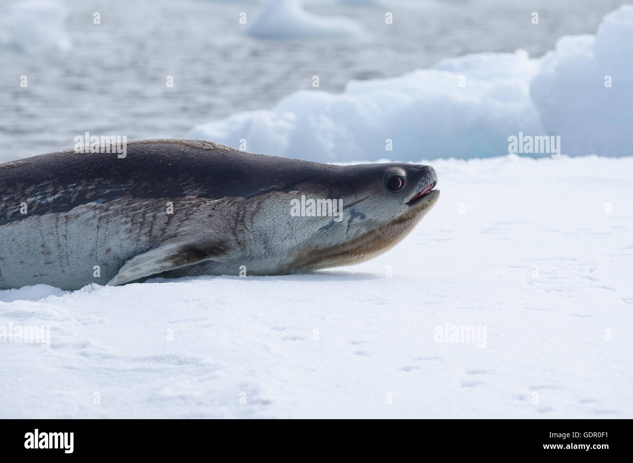 A Ross seal Ommatophoca rossii on an iceberg in Antarctica showing the ...