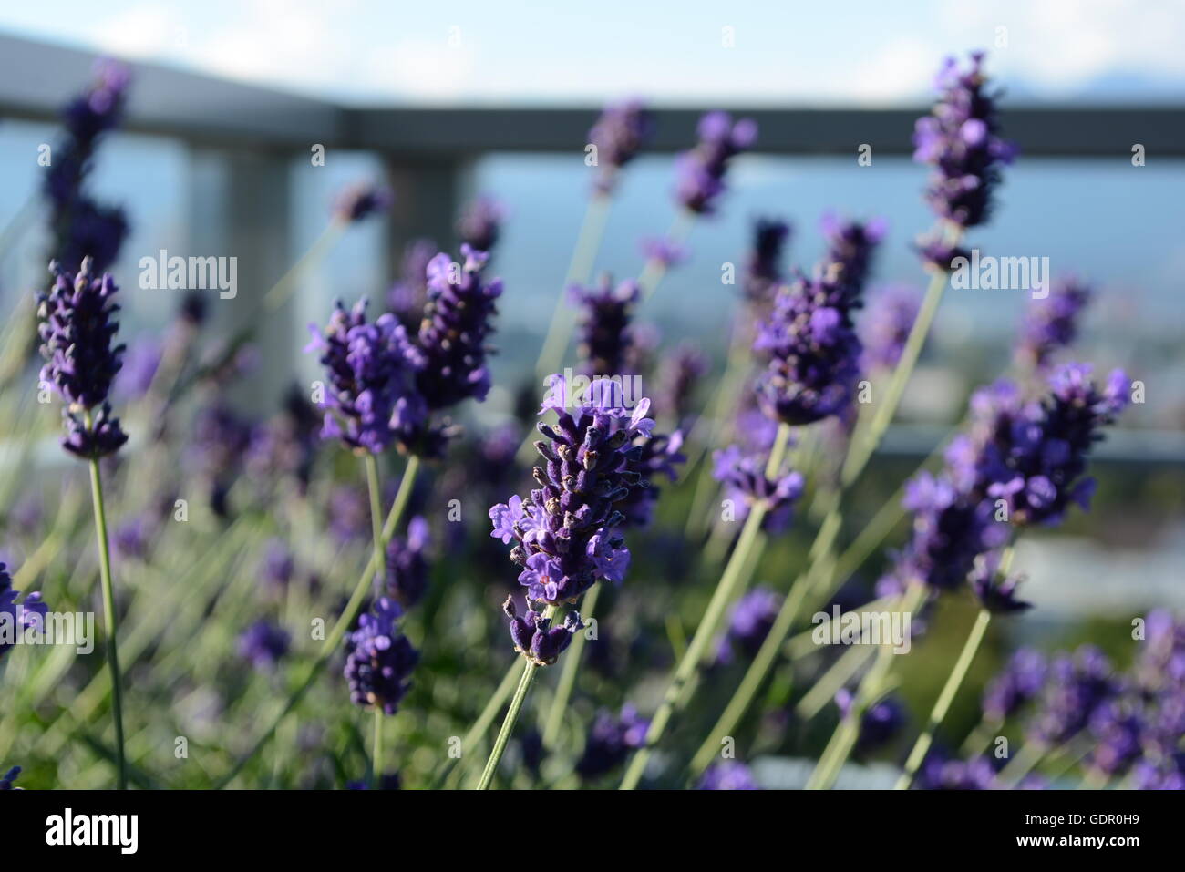 Beautiful flower perspective Stock Photo - Alamy