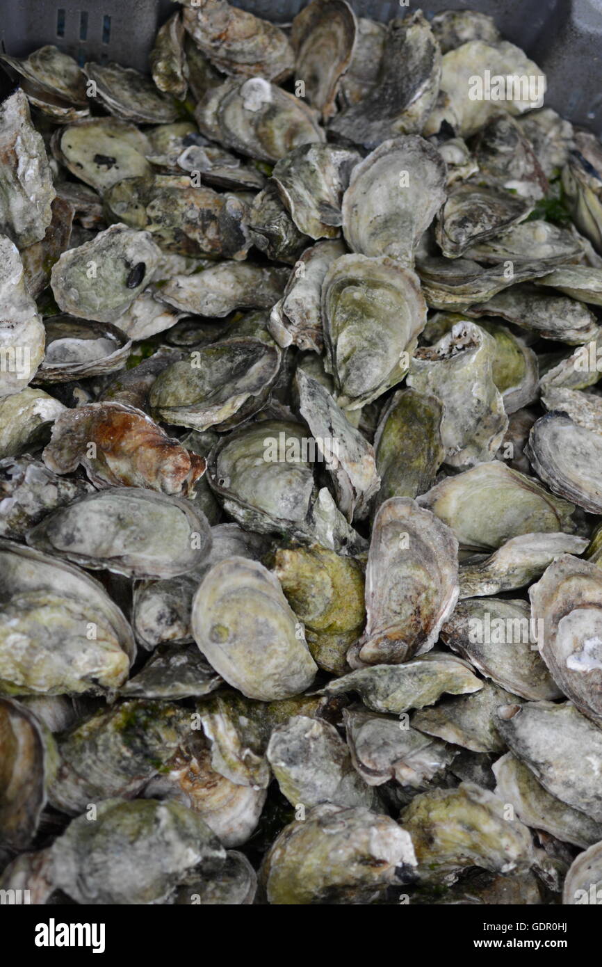 Shell fish in the market Stock Photo - Alamy