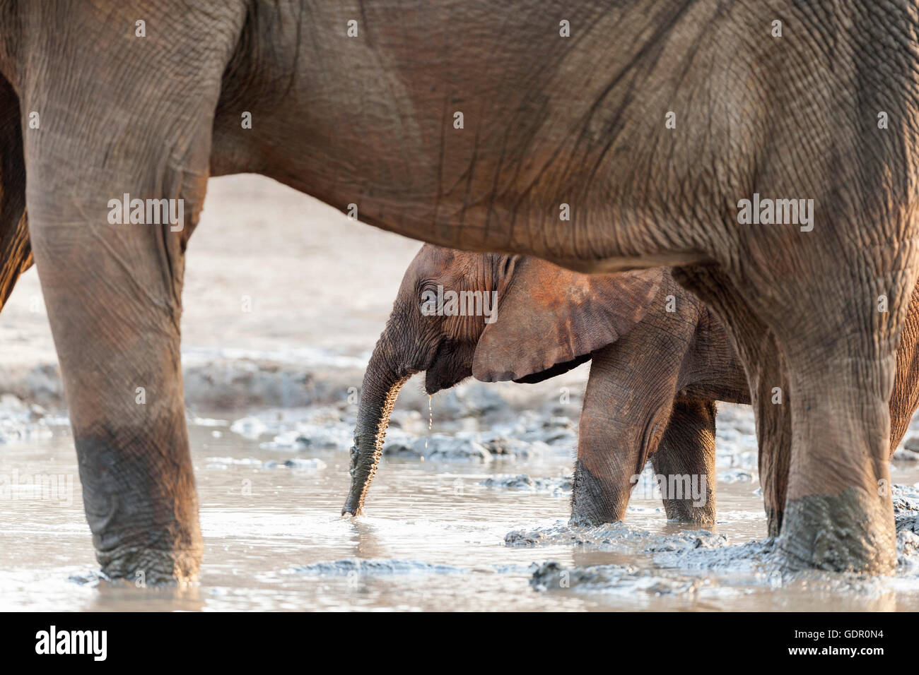 Baby elephant spraying water hi-res stock photography and images - Alamy