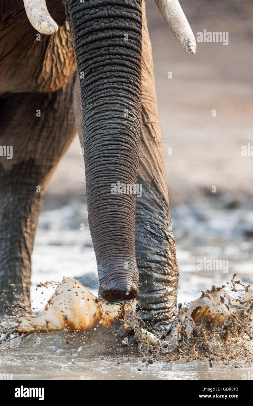 Elephant leg hi-res stock photography and images - Alamy