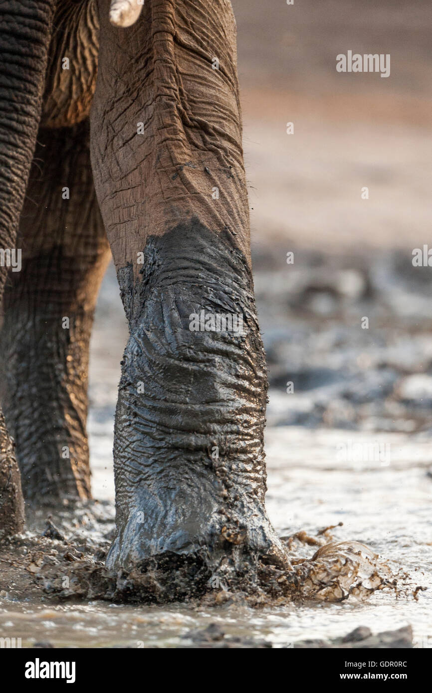 Elephant leg hi-res stock photography and images - Alamy