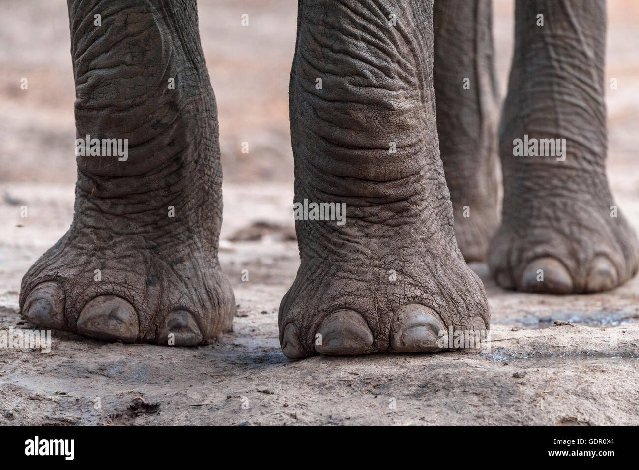 Elephant feet hi-res stock photography and images - Alamy