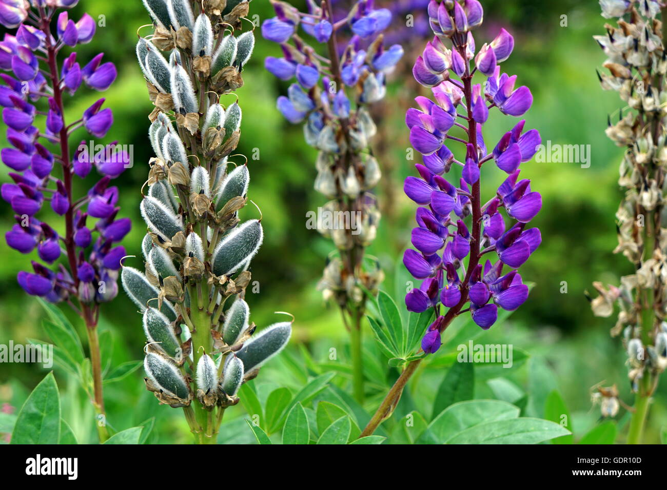 Alaska wildflowers, purple and lavender Nootka Lupine Stock Photo - Alamy