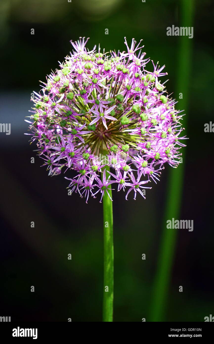 Ball shaped flower hi-res stock photography and images - Alamy