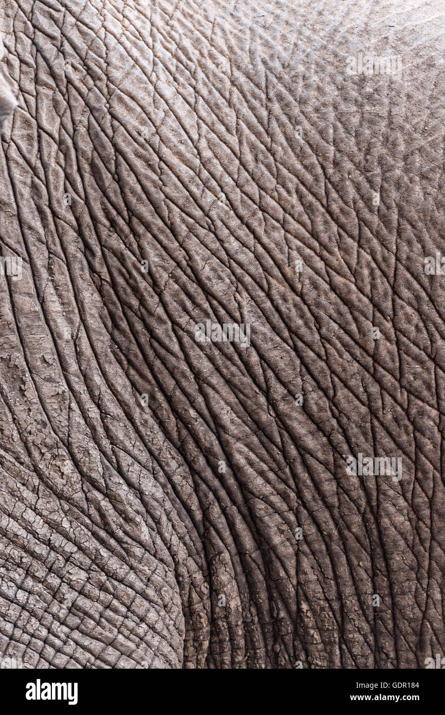 Elephant anatomy hi-res stock photography and images - Alamy