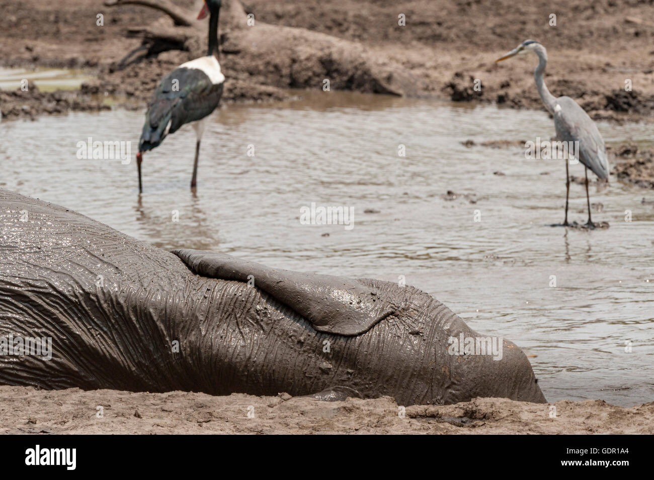 Mud wallow mud cooling hi-res stock photography and images - Alamy