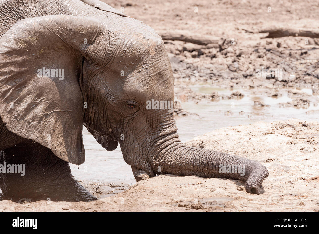 Elephant parasites hi-res stock photography and images - Alamy