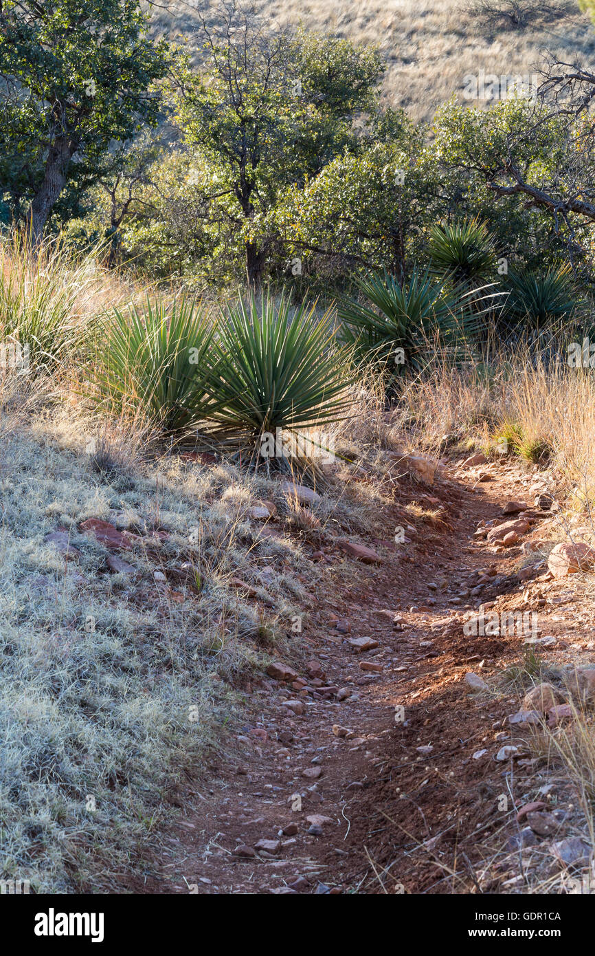 The Arizona Trail winding through yucca plants and oak trees in the ...