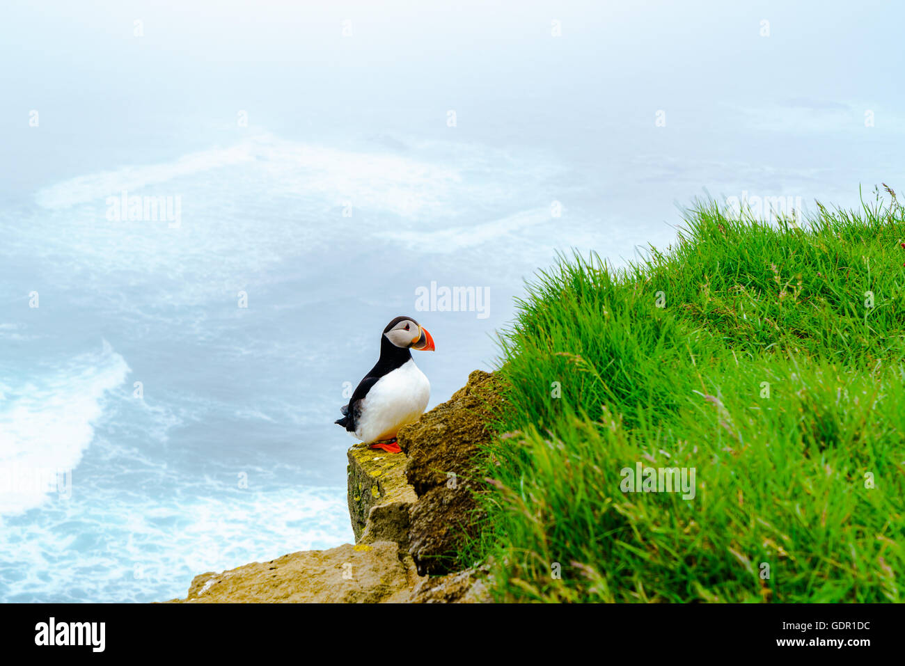 Atlantic Puffin standing on the rock at the cliff of Latrabjarg in ...