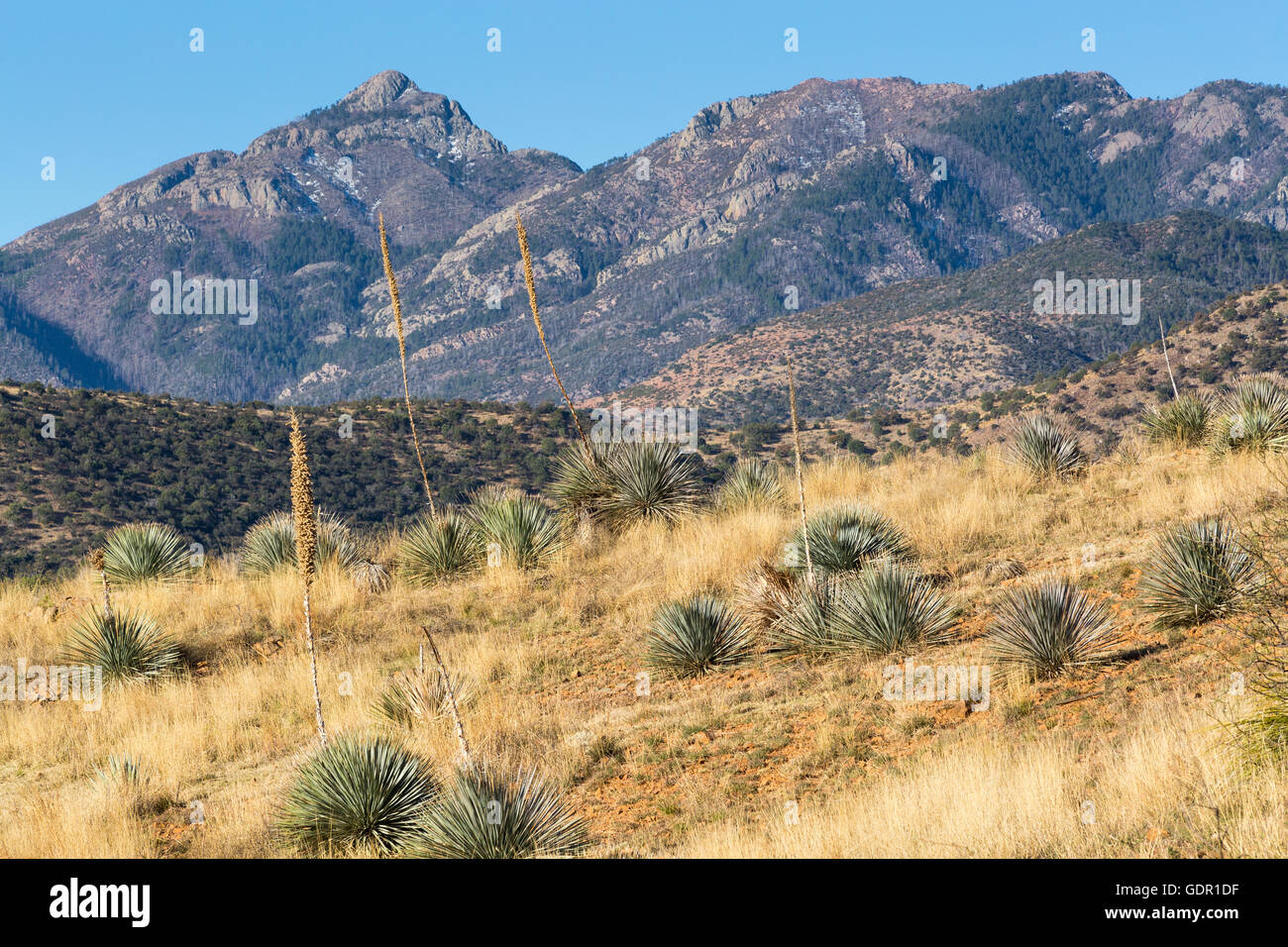 The rocky peak of Mount Wrightson in the Santa Rita Mountains towering ...