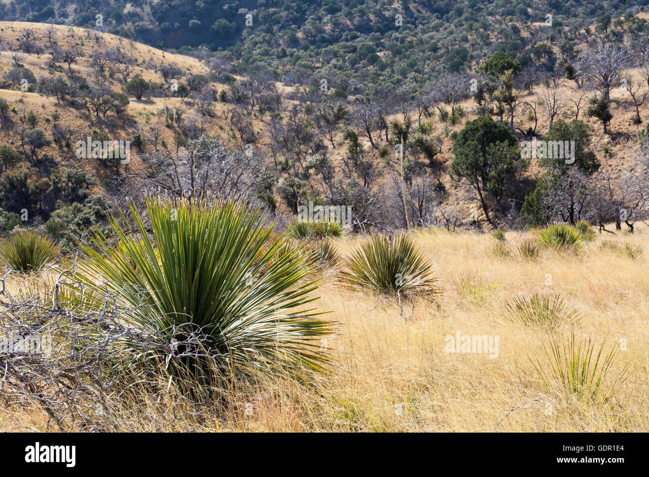 Yucca plants growing on hillsides in the northern Santa Rita Mountain ...
