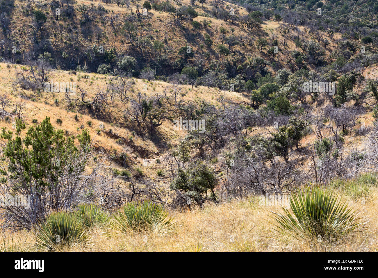 Yucca plants growing on hillsides in the northern Santa Rita Mountain ...