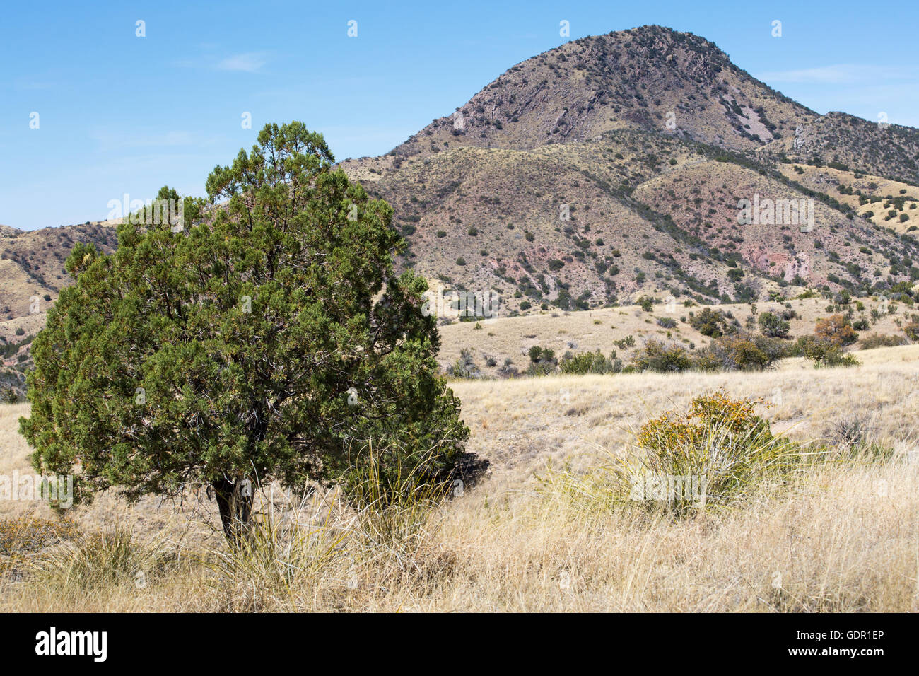 A juniper tree standing in front of a hill in the Santa Rita Mountain ...