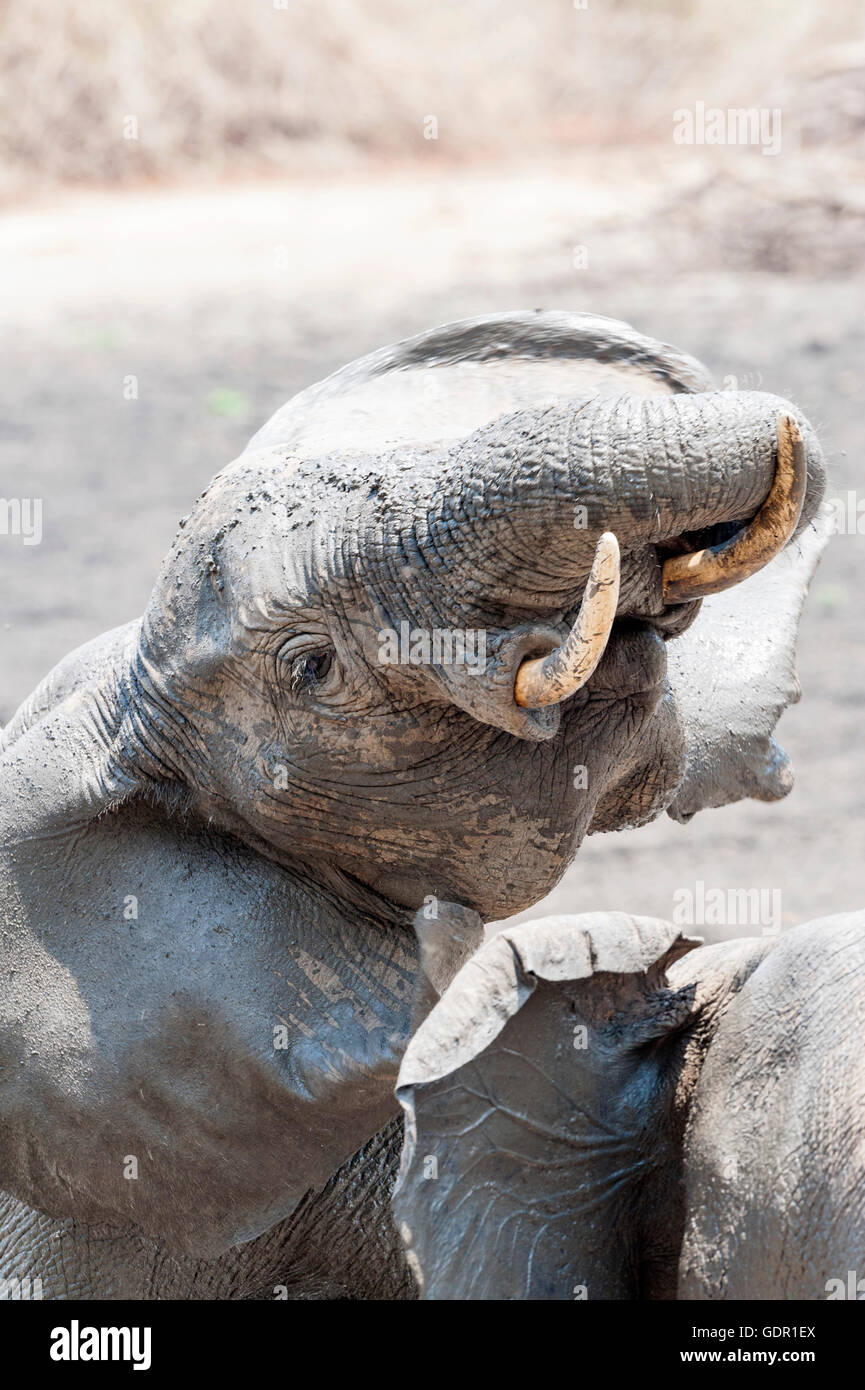 Mud wallow mud cooling hi-res stock photography and images - Alamy