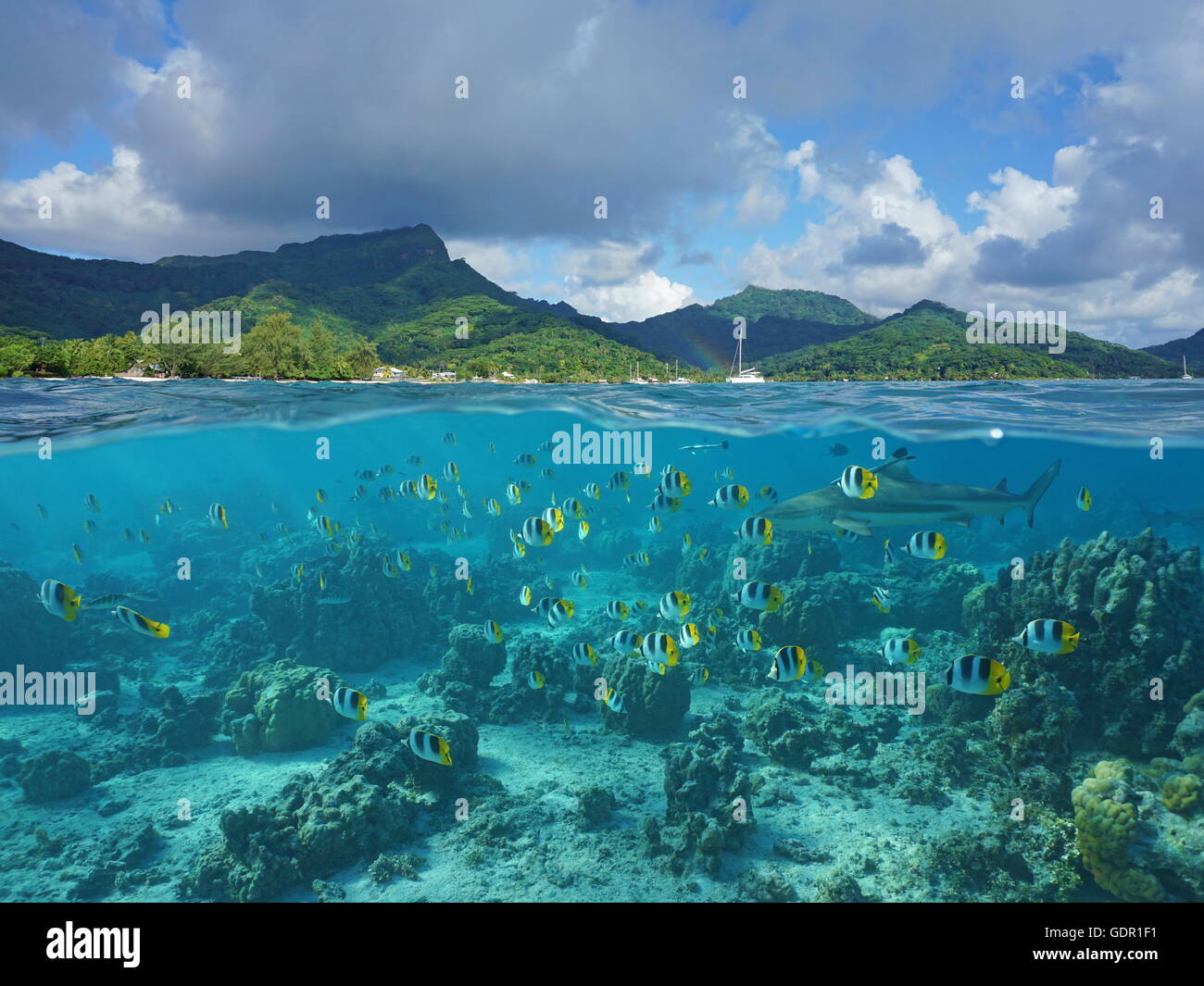 Above and below sea surface, coast of Huahine island and fish school ...
