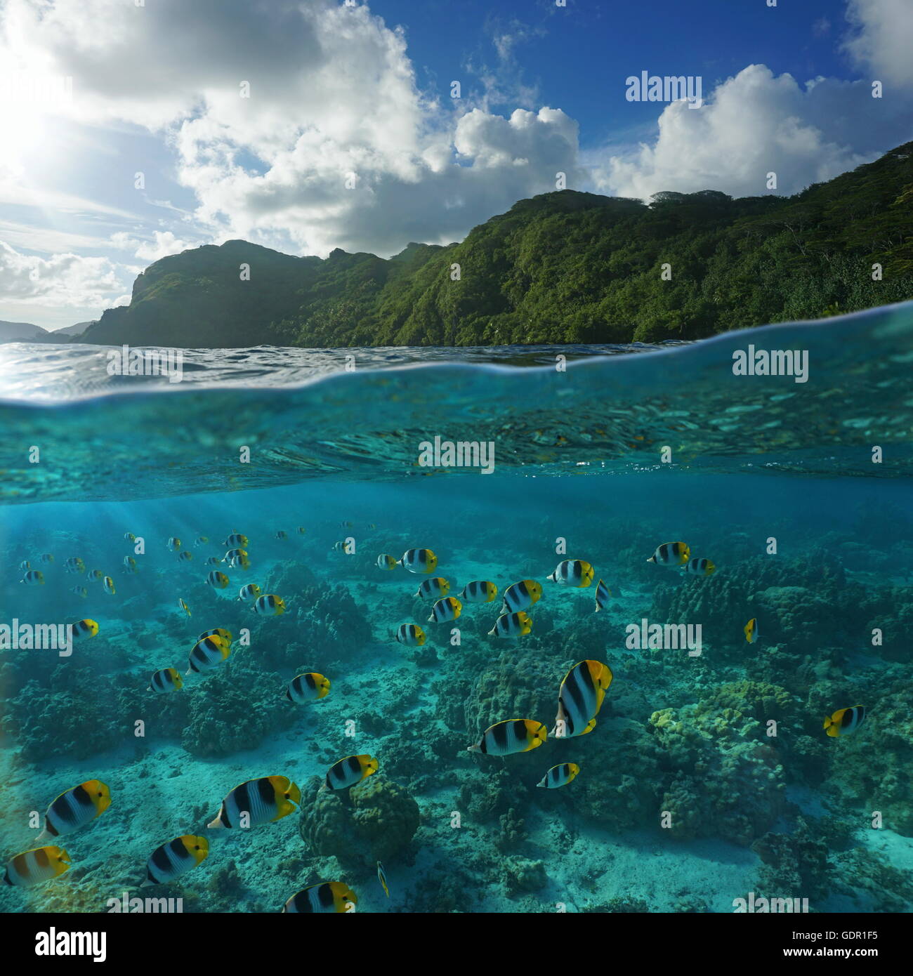 Above and below sea surface, wild green coast and a school of fish ...