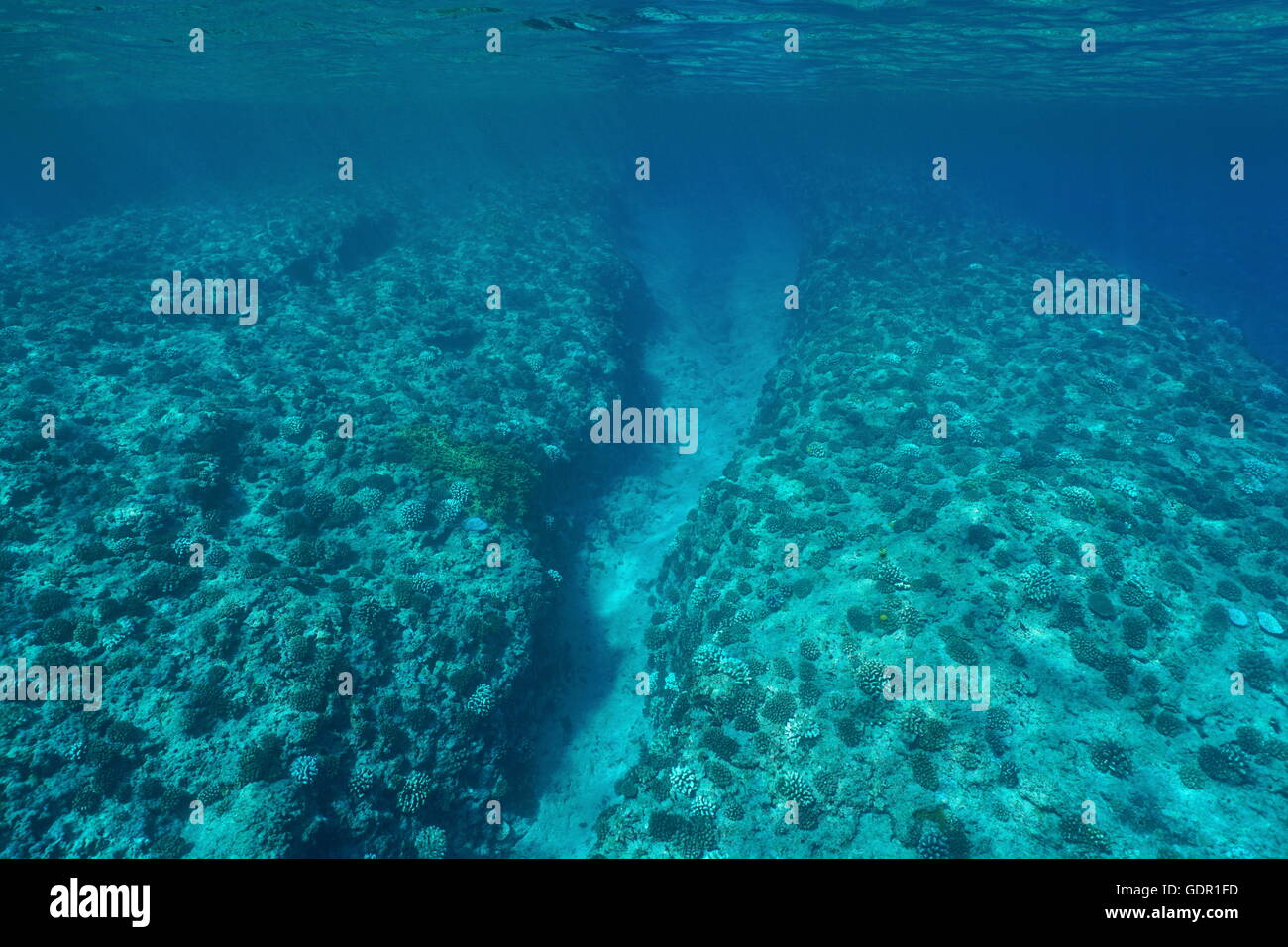 Underwater landscape, barrier reef slope with corals on the ocean floor ...