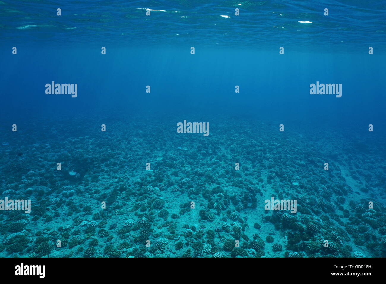 Underwater scenery, ocean floor on the outer reef slope, Pacific ocean ...