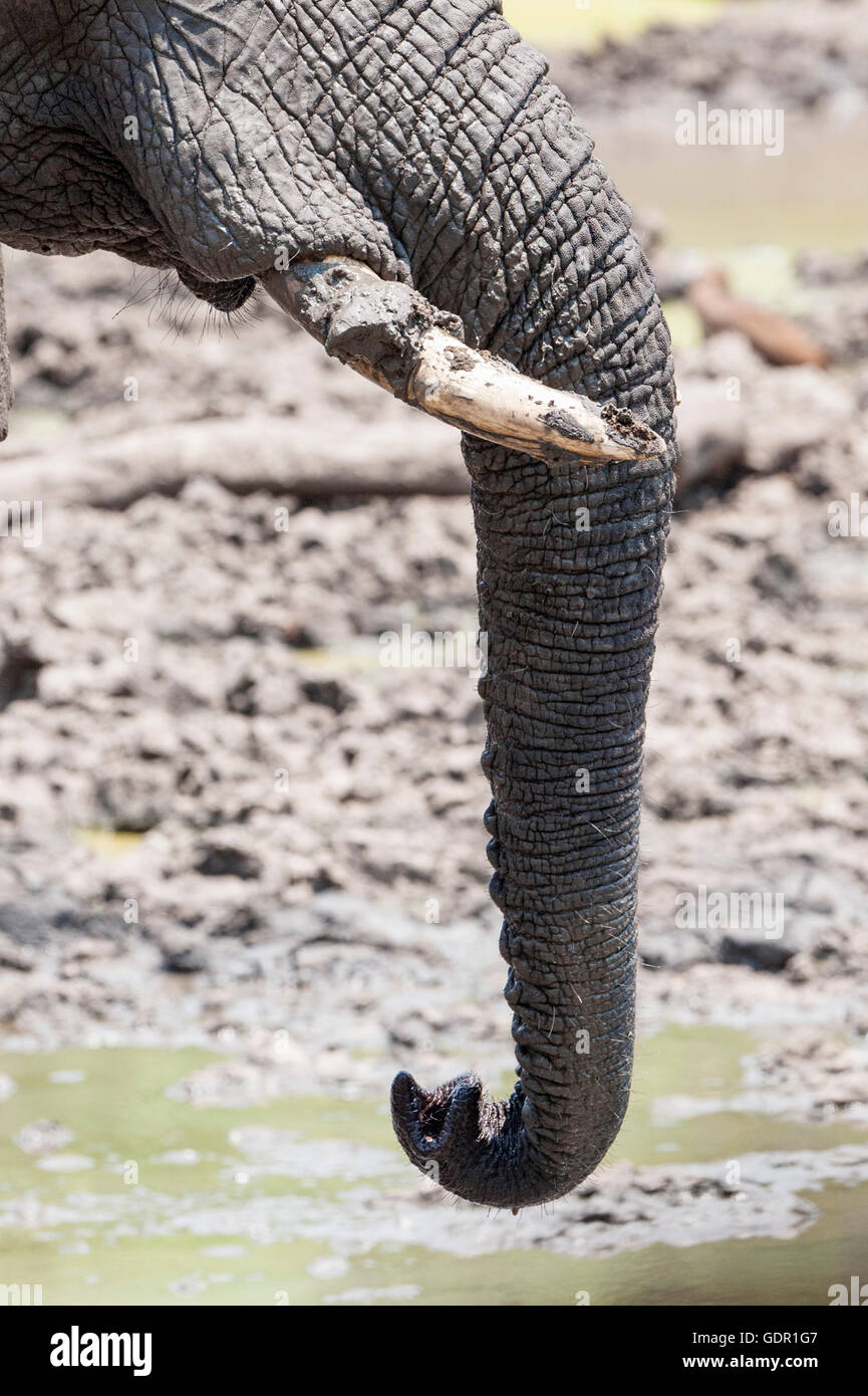 African bull elephant throwing hi-res stock photography and images - Alamy