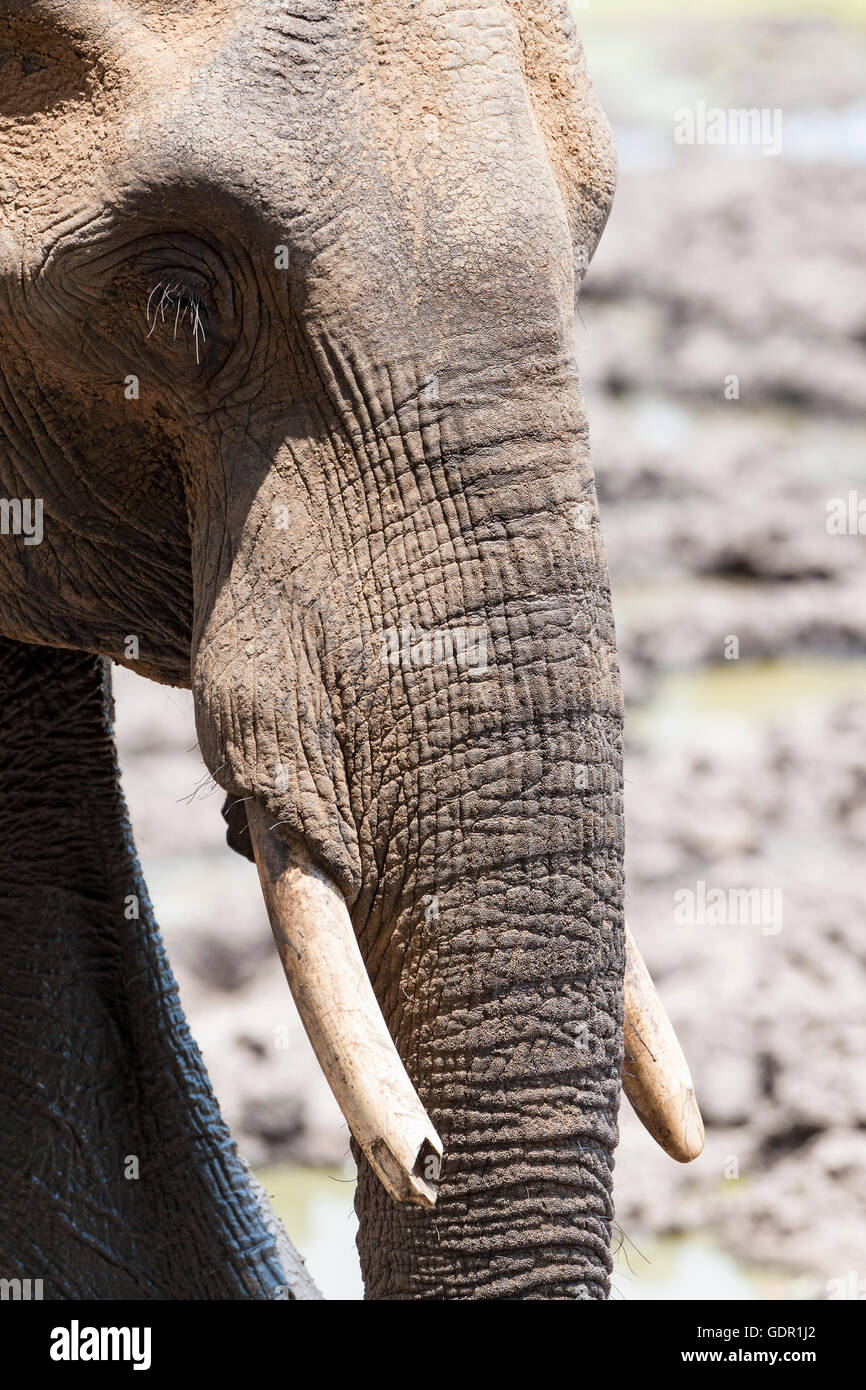 African bull elephant throwing hi-res stock photography and images - Alamy