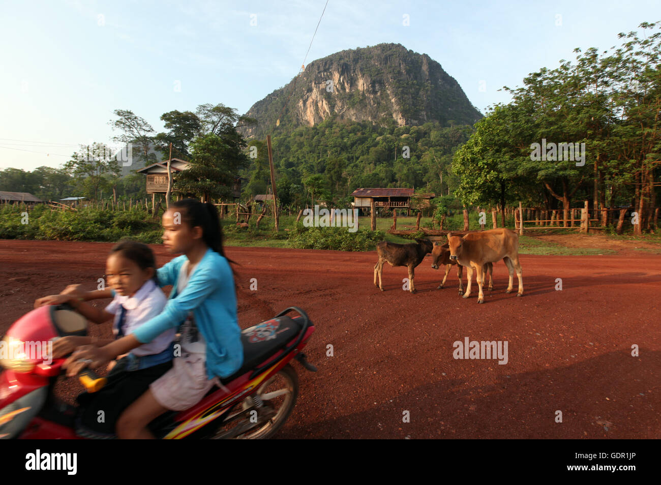 cows at a Road in the landscape on the road12 bedwen the Towns of Tha ...