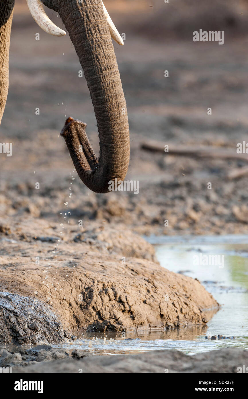 African bull elephant throwing hi-res stock photography and images - Alamy