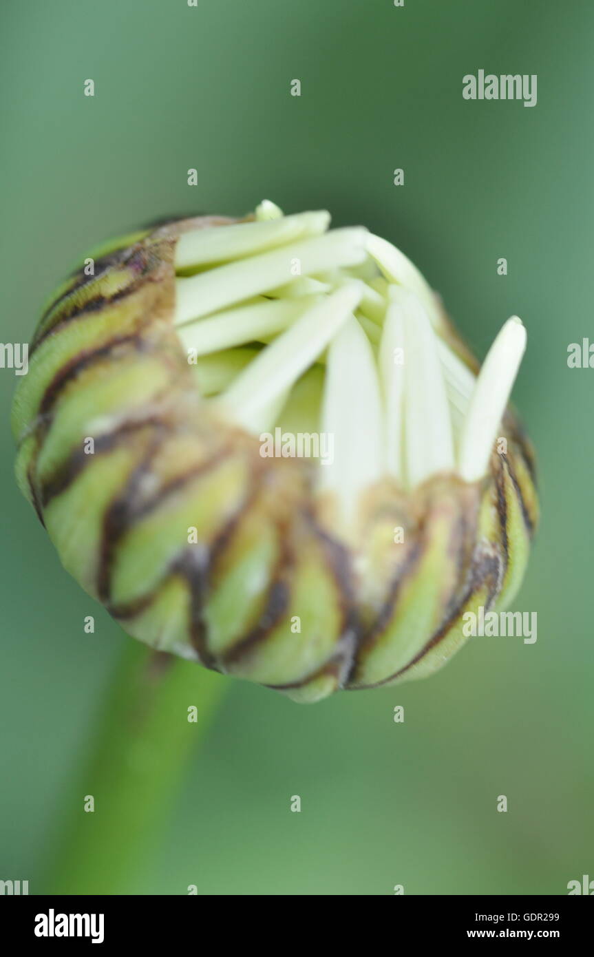 Daisy bud hi-res stock photography and images - Alamy
