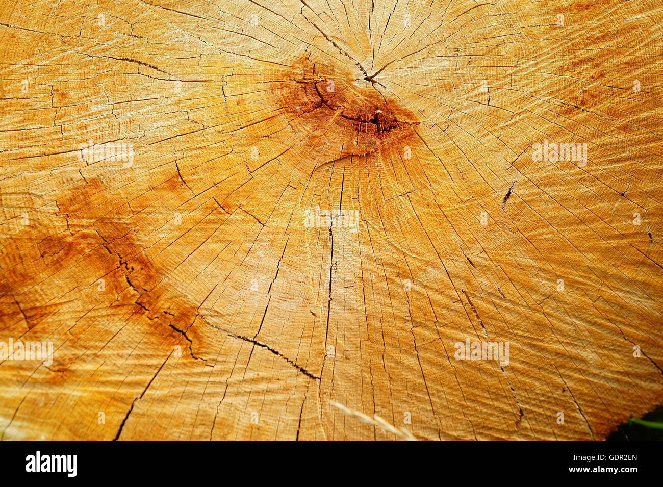 Close up of real wood texture Stock Photo - Alamy