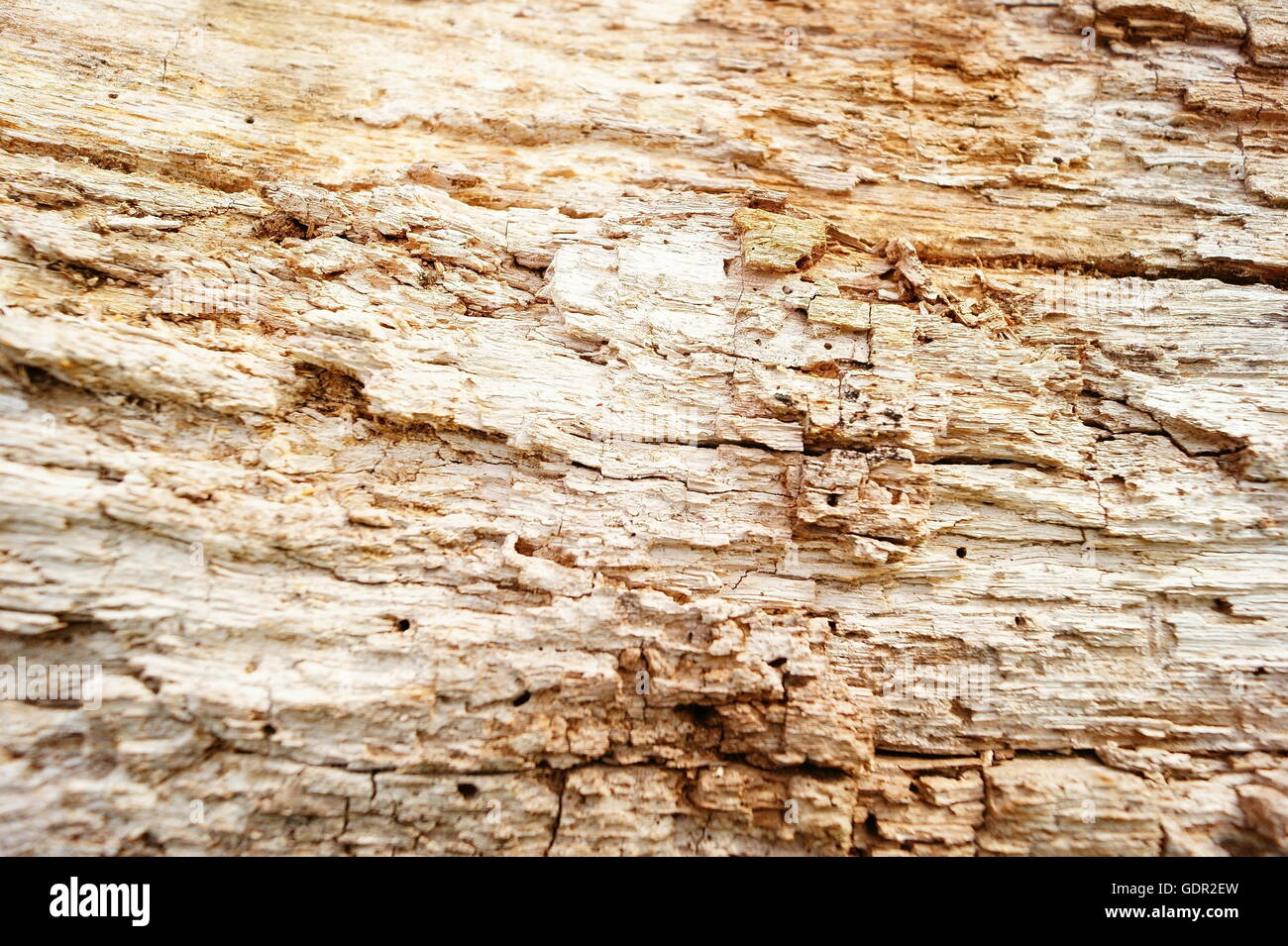 The old wood texture with deep natural patterns and deep cracks ...