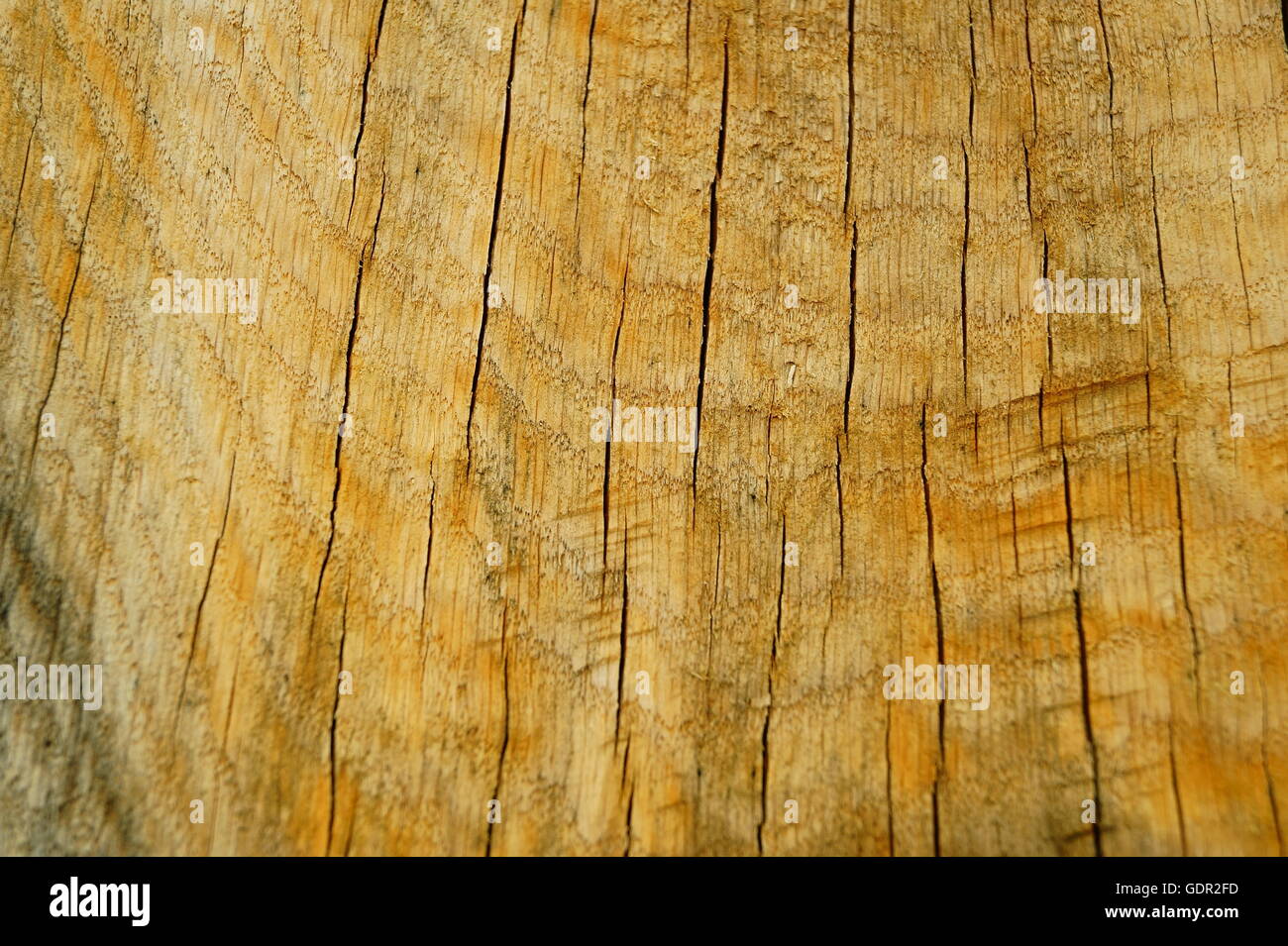 The old wood texture with deep natural patterns and deep cracks ...