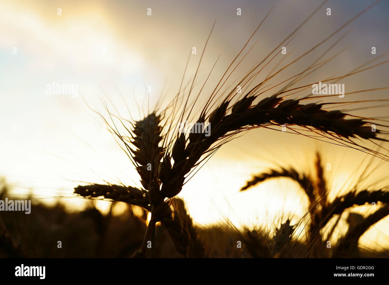 Golden sunset over wheat field Stock Photo - Alamy