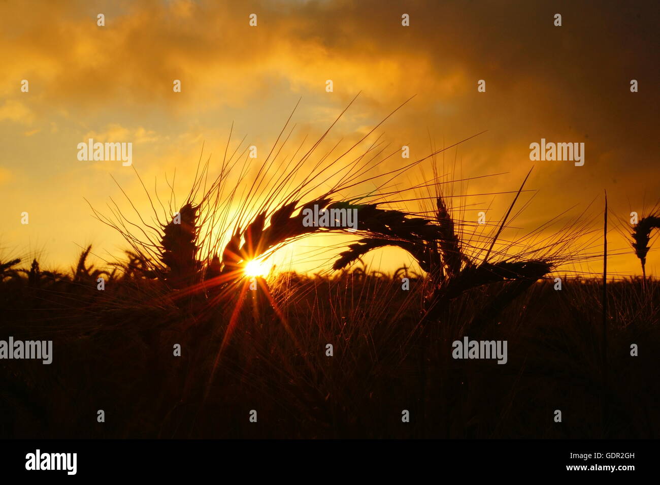 Golden sunset over wheat field Stock Photo - Alamy