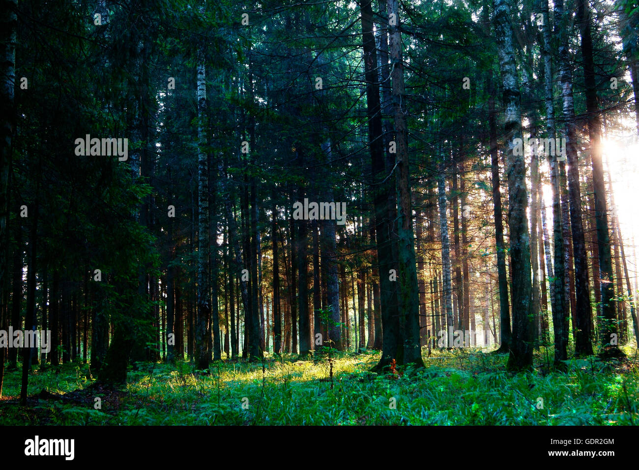 The Magical Forest At Sunrise Sun Streaming Through Trees In Forest