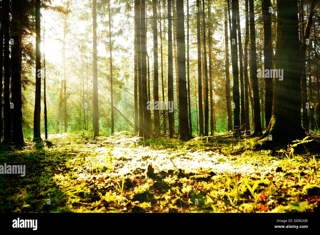 The Magical Forest At Sunrise Sun Streaming Through Trees In Forest