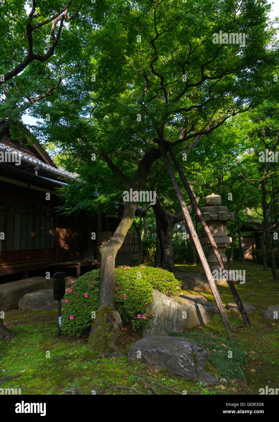 Garden of kyu asakura traditional japanese house from taisho era, Kanto ...