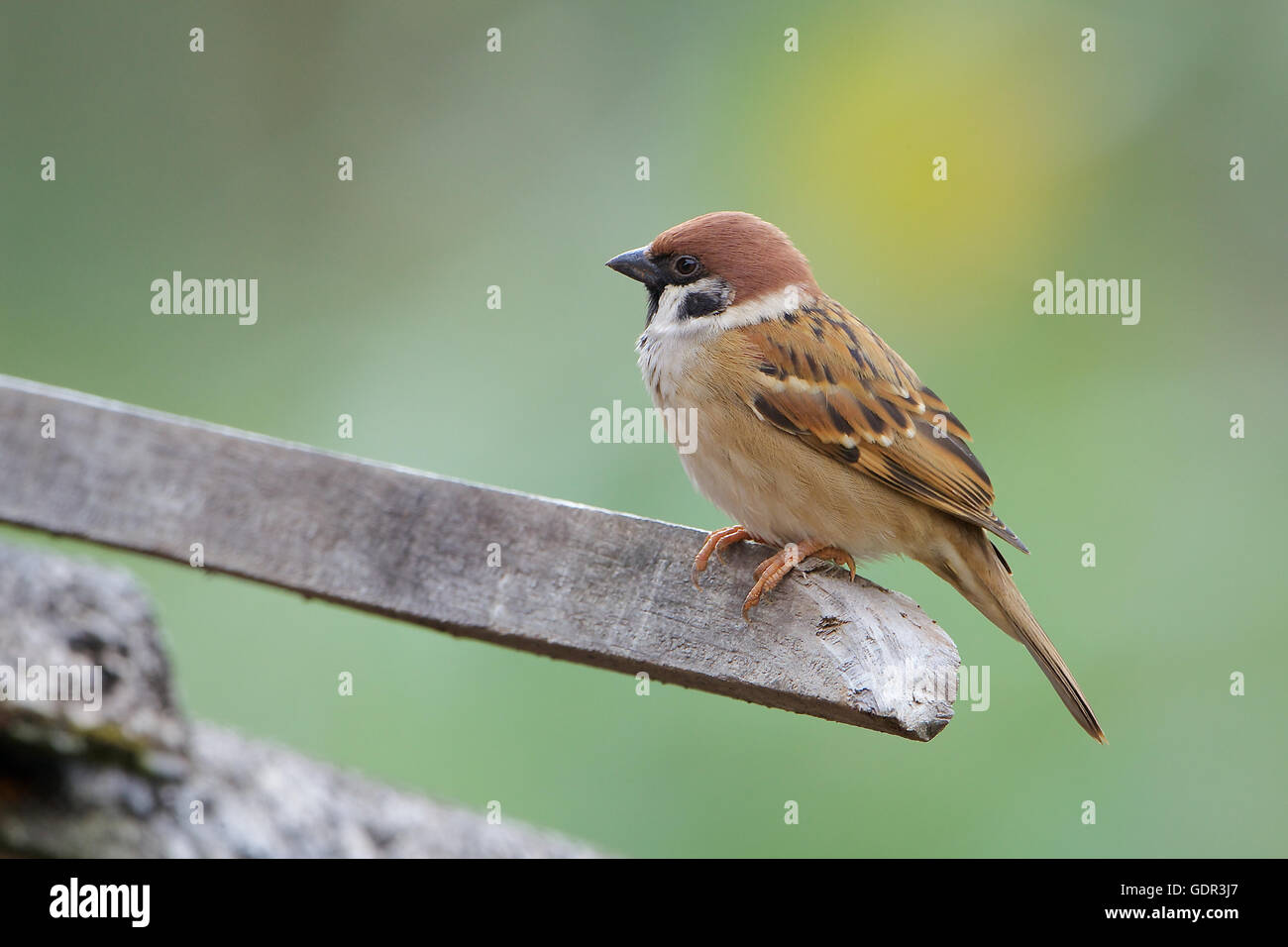 Eurasian Tree Sparrow Stock Photo - Alamy