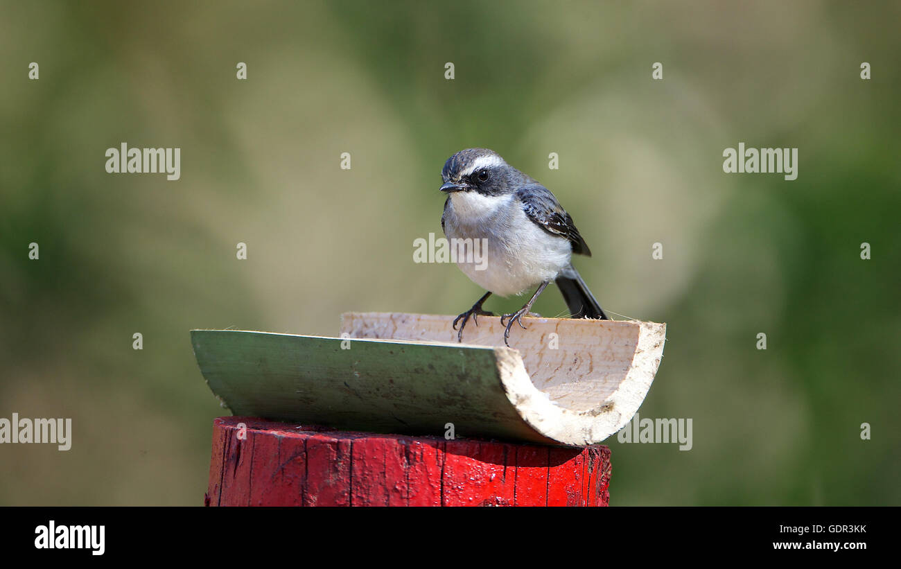 White browed fantail hi-res stock photography and images - Alamy