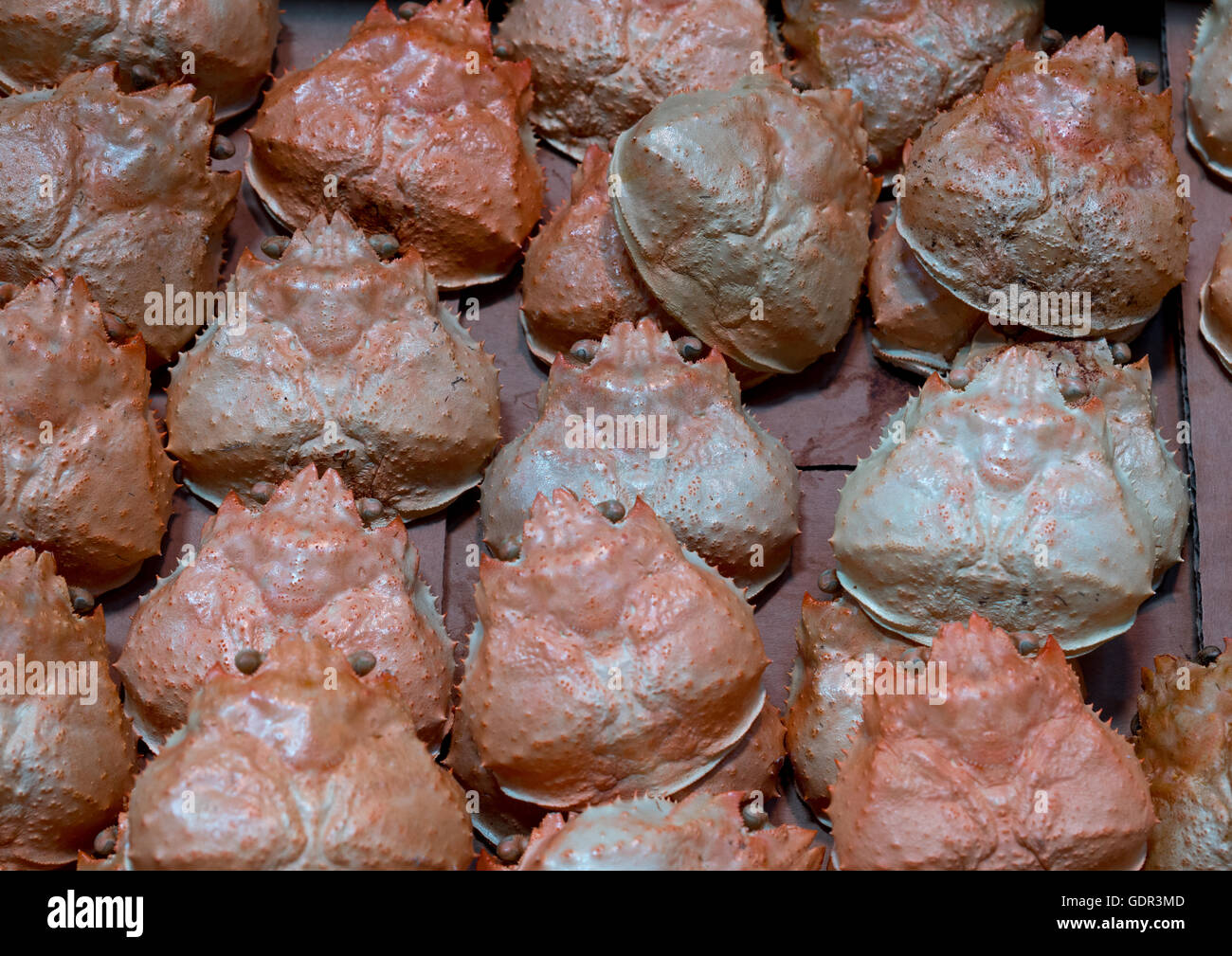 Marine life of japan hi-res stock photography and images - Alamy