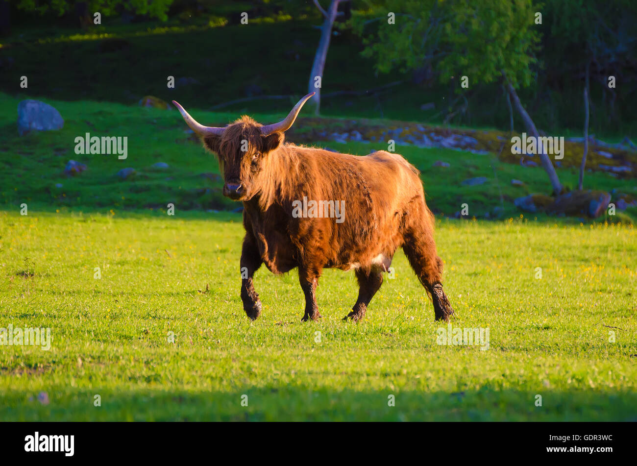 Scotland highland bull Stock Photo - Alamy
